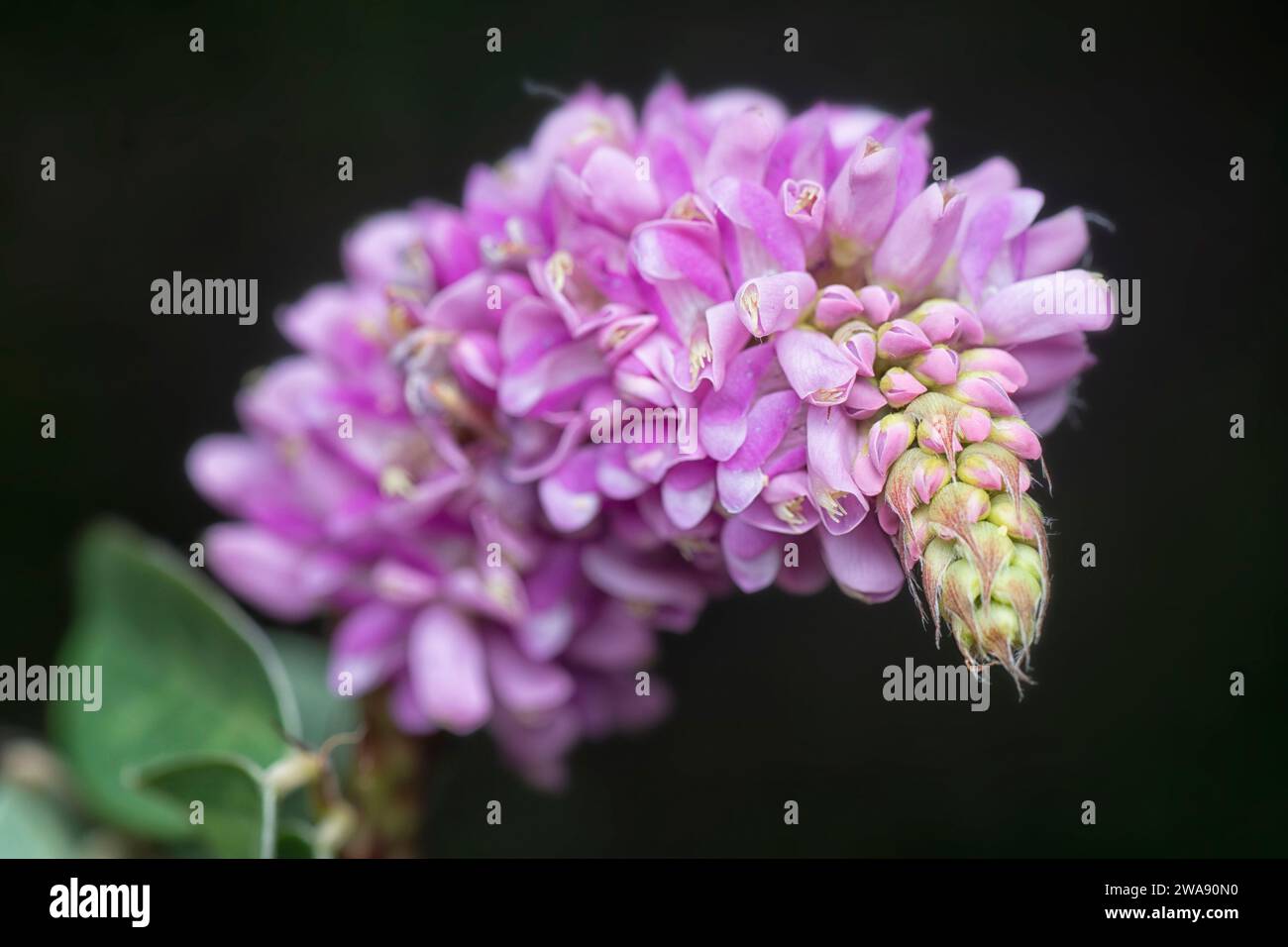 close up shot of the desmodium heterocarpon weed flower Stock Photo - Alamy