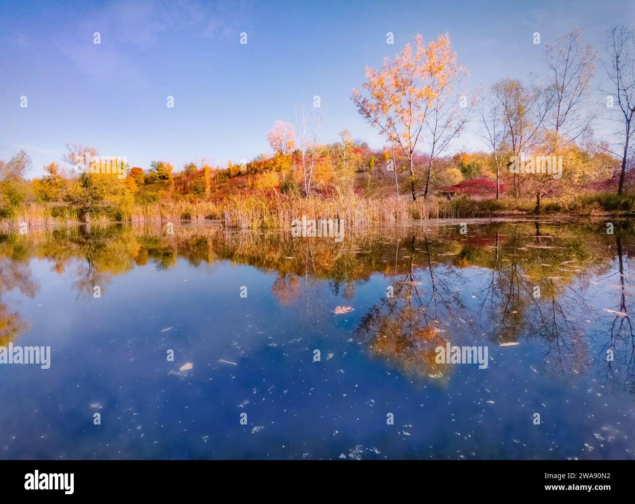 Autumn landscape with a pond reflecting pale reed and colorful green ...