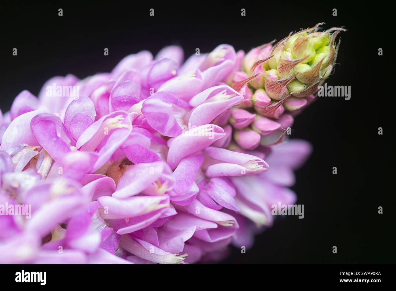 close up shot of the desmodium heterocarpon weed flower Stock Photo - Alamy