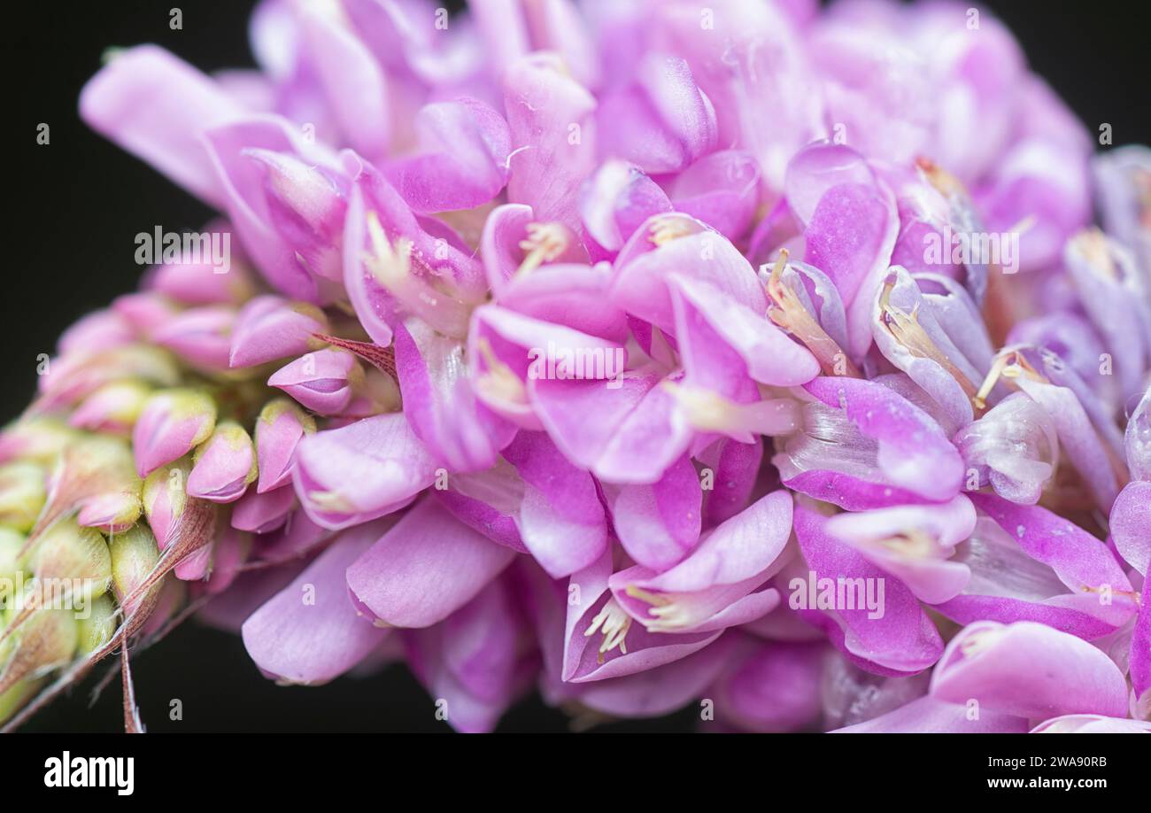 close up shot of the desmodium heterocarpon weed flower Stock Photo - Alamy
