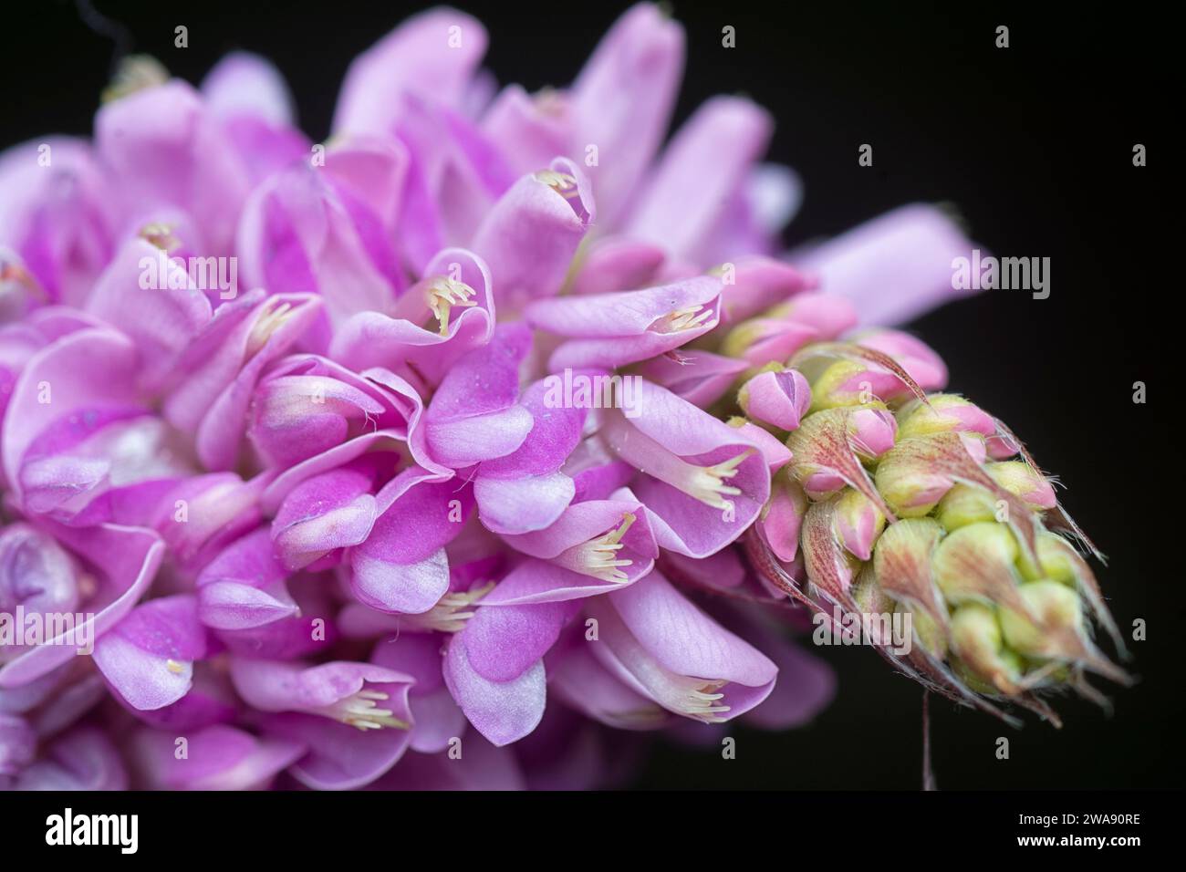 close up shot of the desmodium heterocarpon weed flower Stock Photo - Alamy