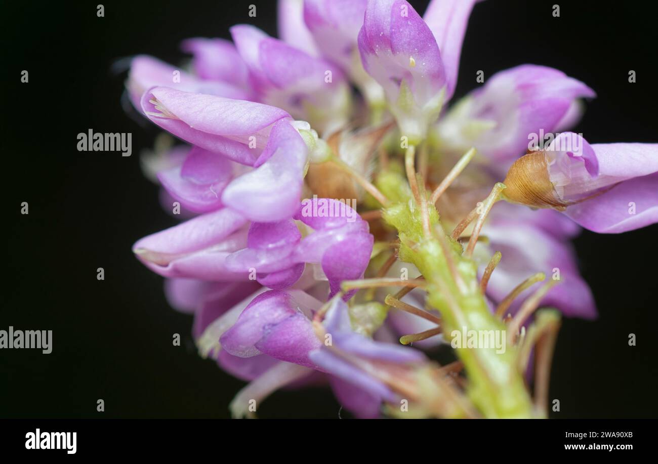 close up shot of the desmodium heterocarpon weed flower Stock Photo - Alamy