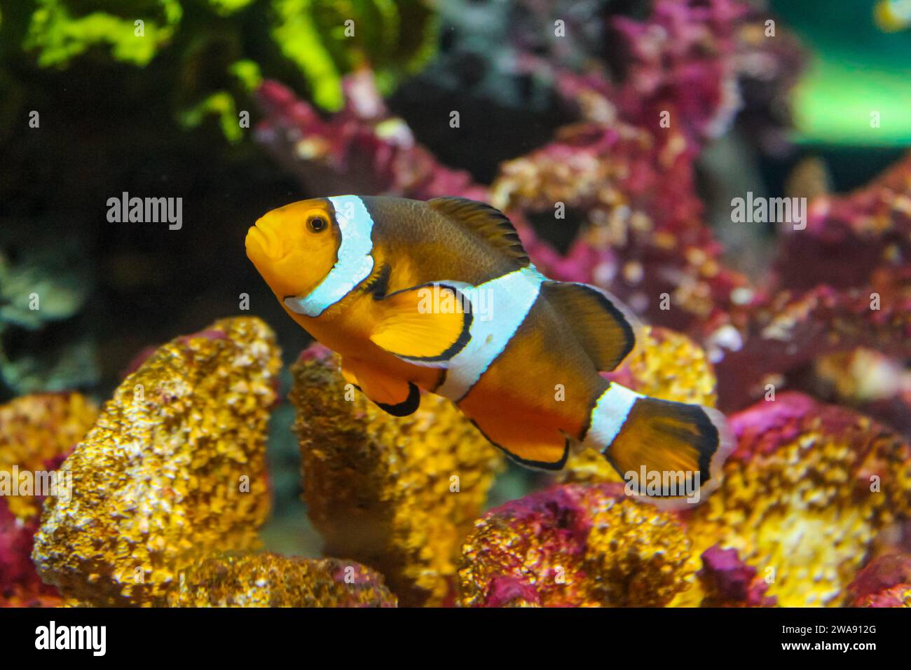 Orange Ocellaris clownfish swimming in deep ocean. Cute Amphiprion ...