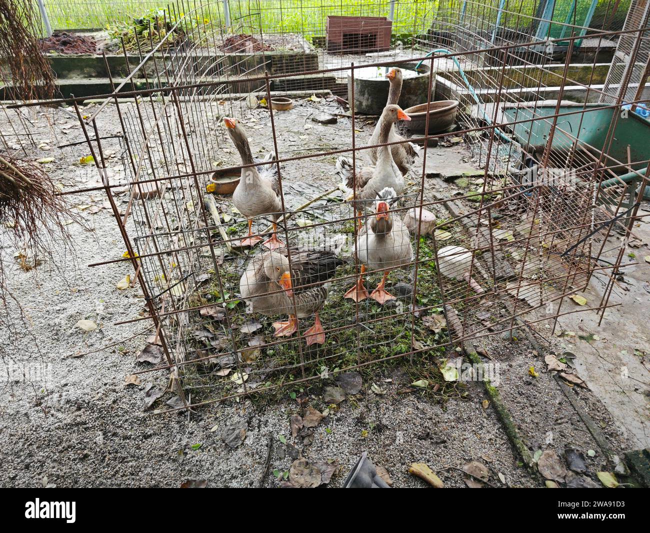 Captive duck in a cage hi-res stock photography and images - Alamy