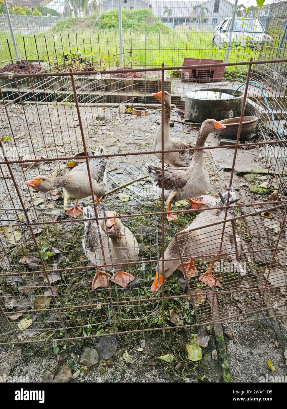 a couple of greylag geese in the caged fence Stock Photo - Alamy