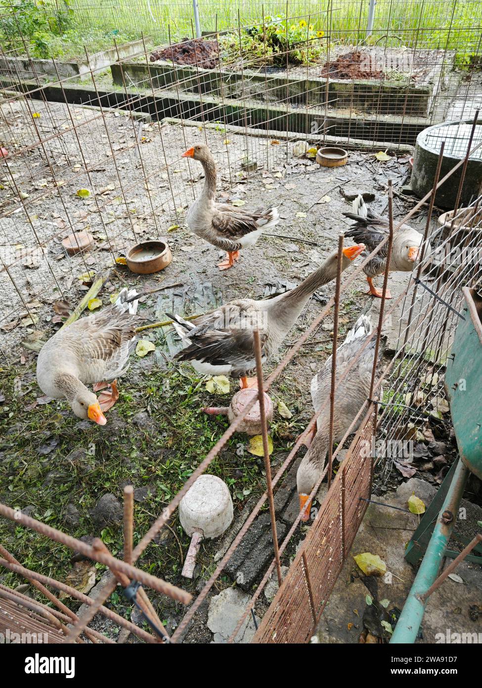 a couple of greylag geese in the caged fence Stock Photo - Alamy