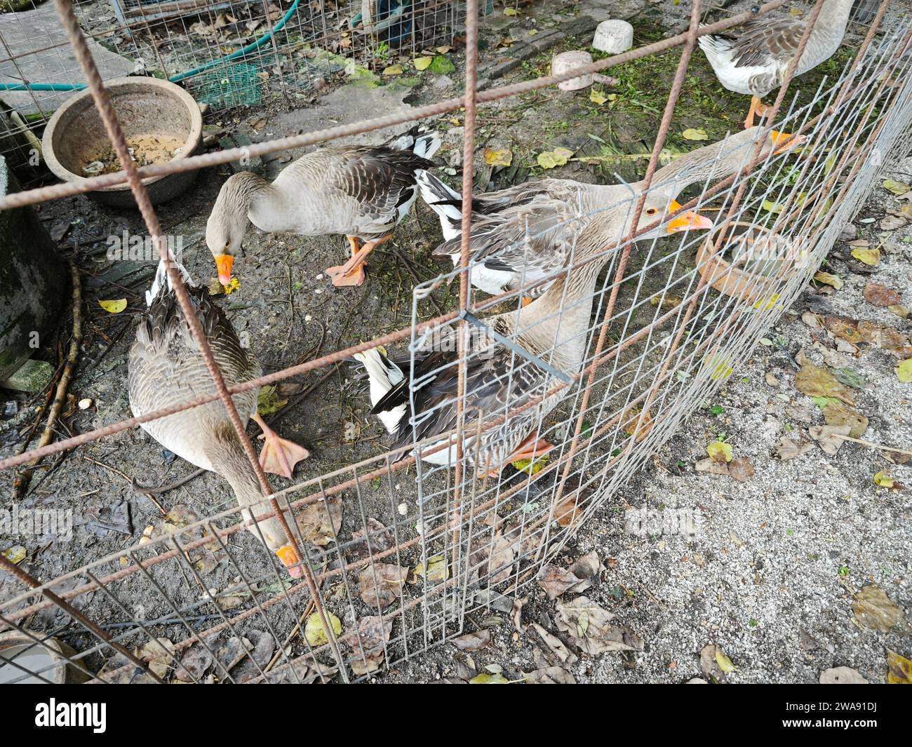 Captive duck in a cage hi-res stock photography and images - Alamy