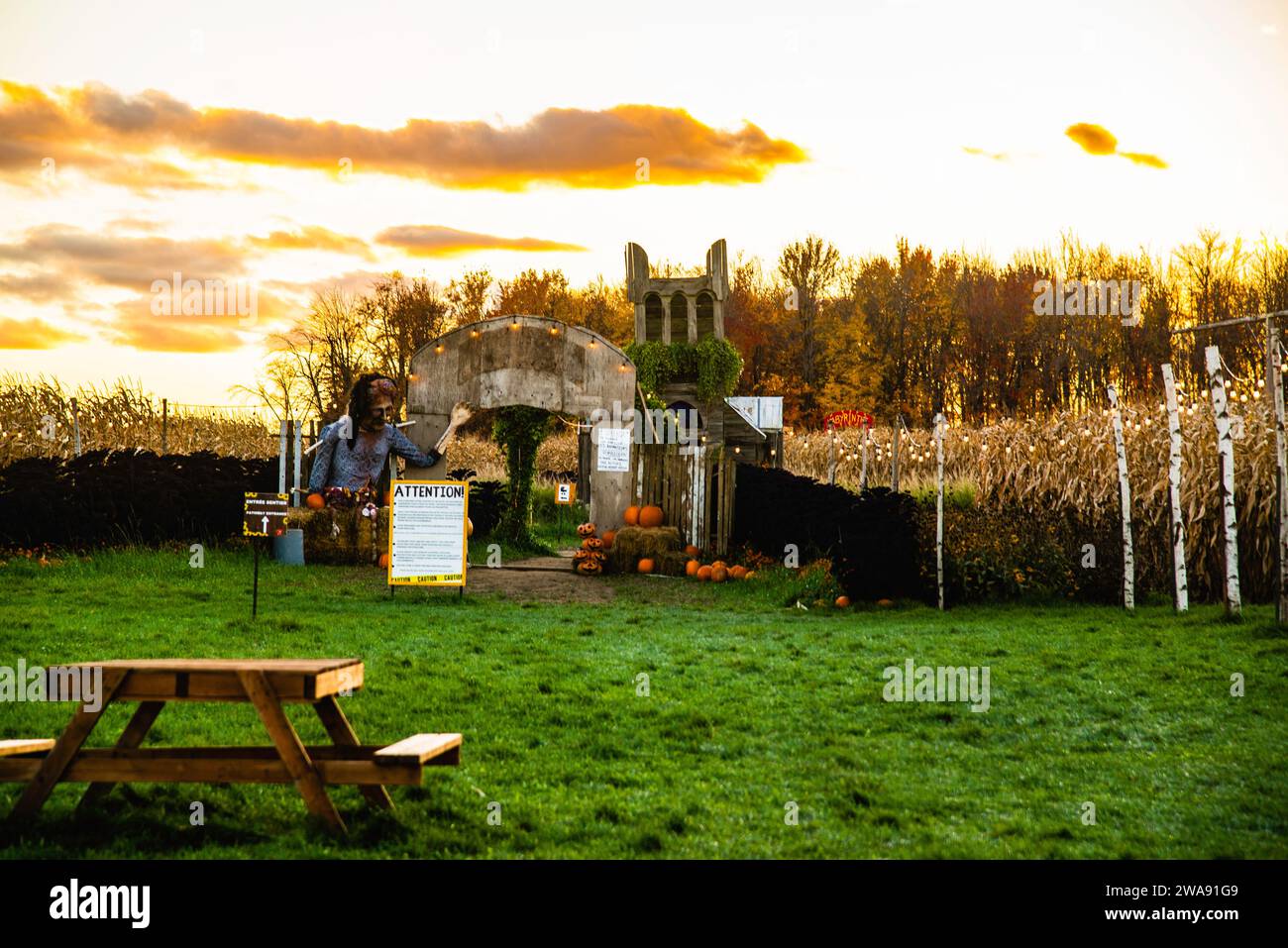 Quebec, Canada - Oct. 29 2023: Harvest Corn field in quebec in autumn ...
