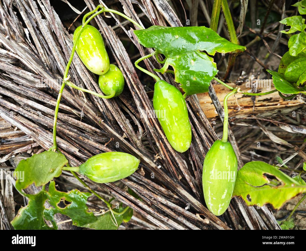 the creeping ivy gourd fruits plant climbing around the wild bushes ...
