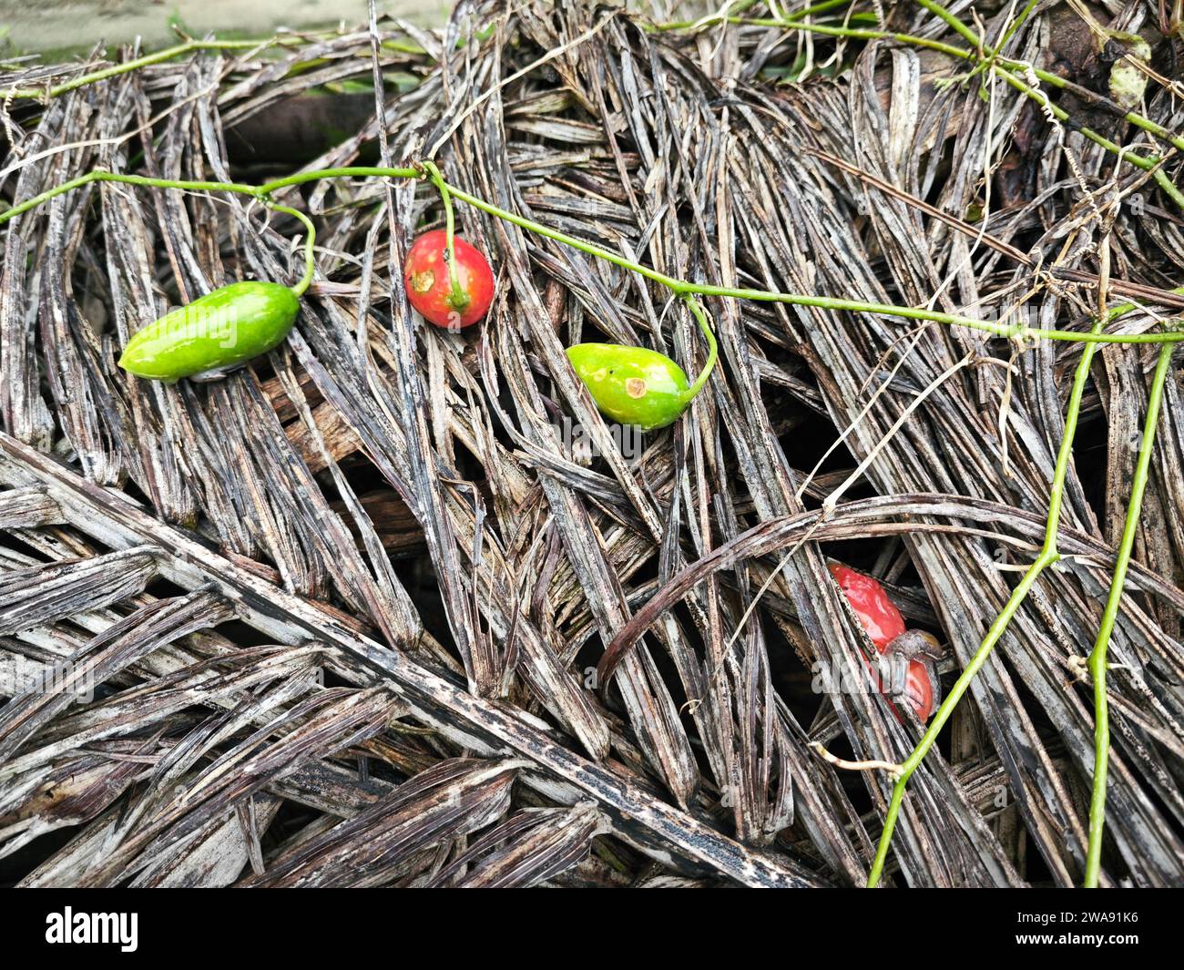 the creeping ivy gourd fruits plant climbing around the wild bushes ...