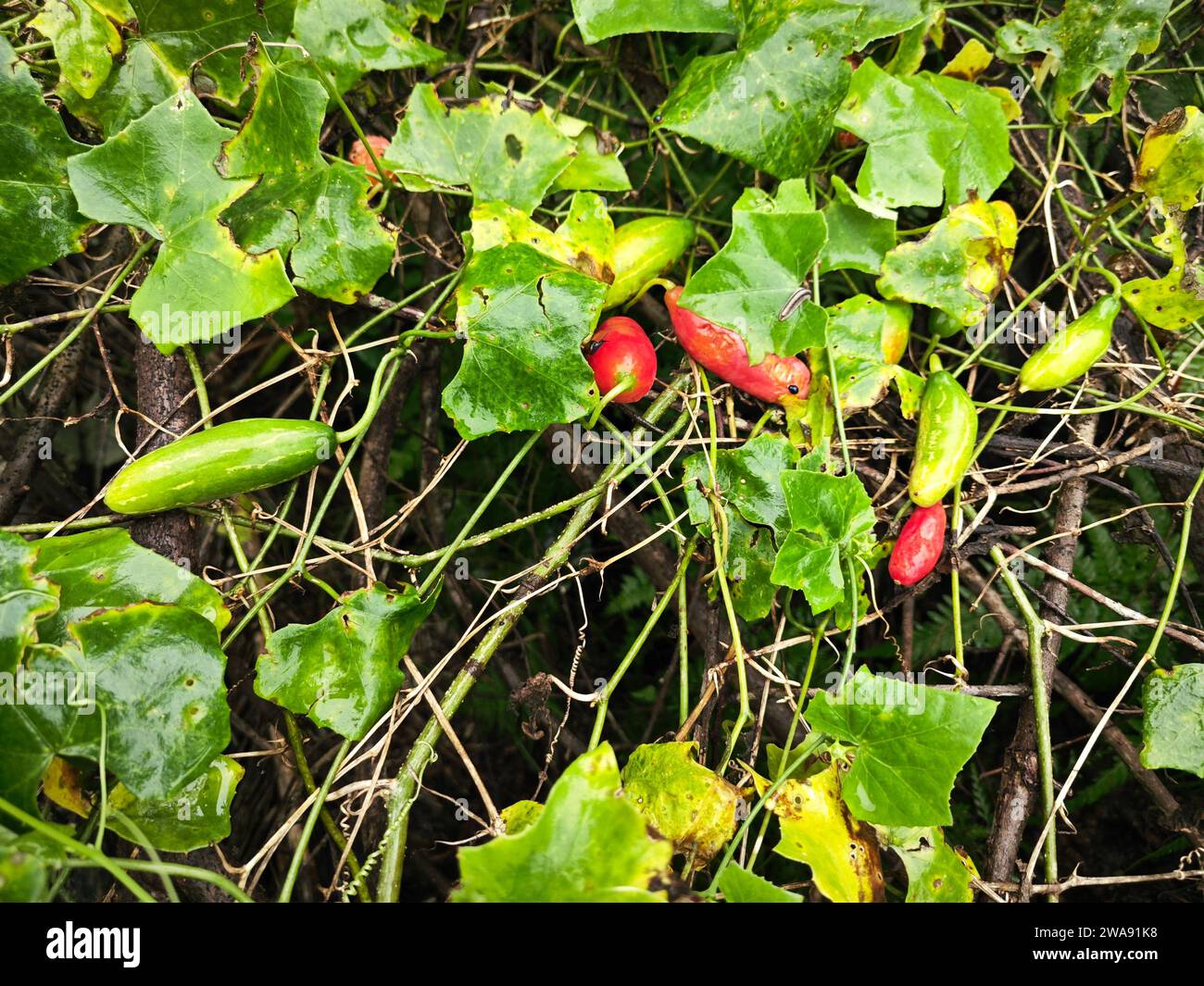 the creeping ivy gourd fruits plant climbing around the wild bushes ...