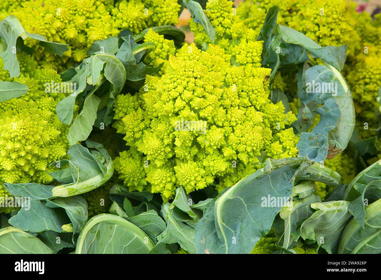 Romanesco market hi-res stock photography and images - Alamy
