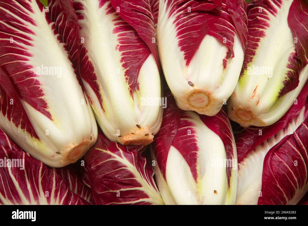 Treviso radicchio hi-res stock photography and images - Alamy