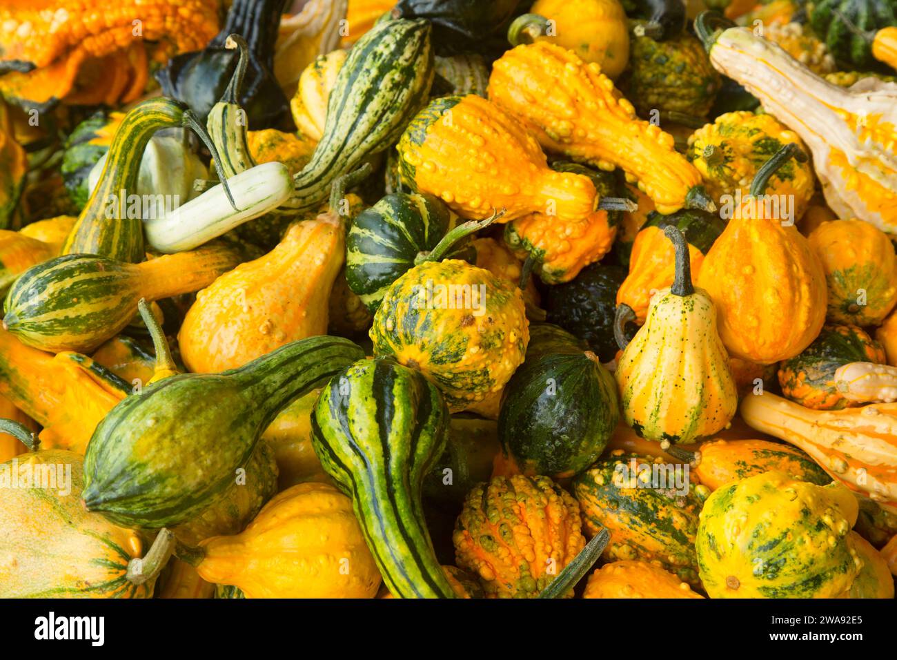 Farmers market gourds hi-res stock photography and images - Alamy