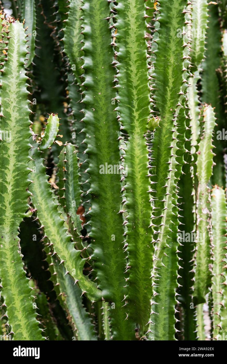 Tall houseplant collection hi-res stock photography and images - Alamy