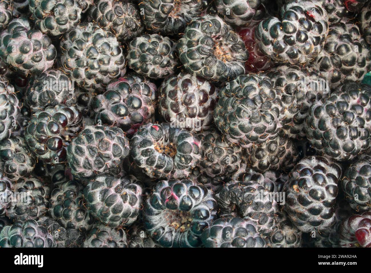 Blackcap with berries hi-res stock photography and images - Alamy