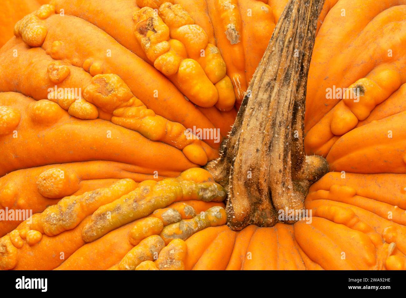 Grandpas fresh market hi-res stock photography and images - Alamy