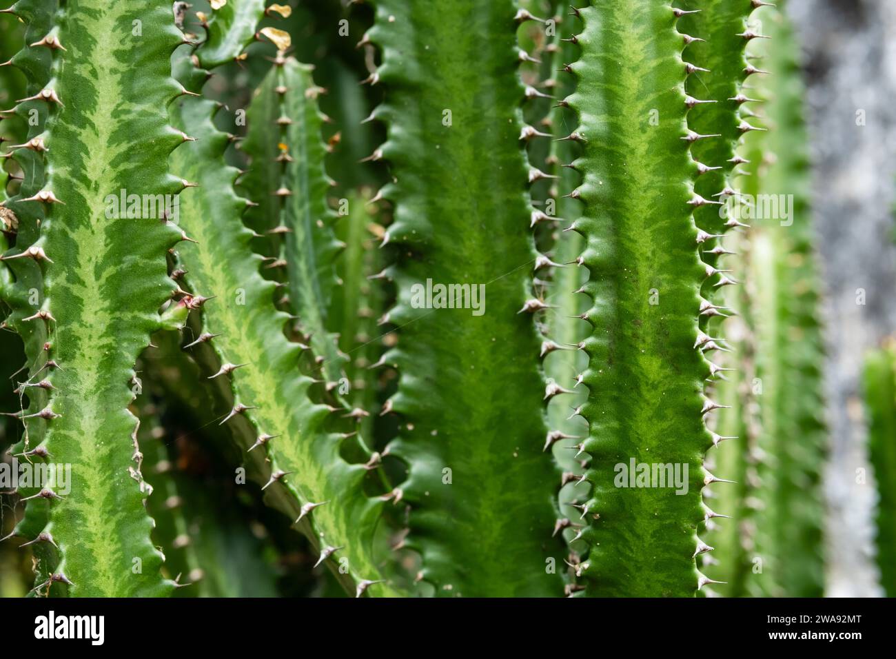 Tall cacti plant. Group of big cactus Stock Photo - Alamy
