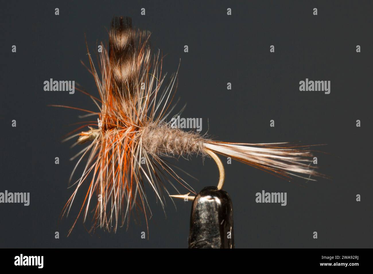 Adams fly hi-res stock photography and images - Alamy