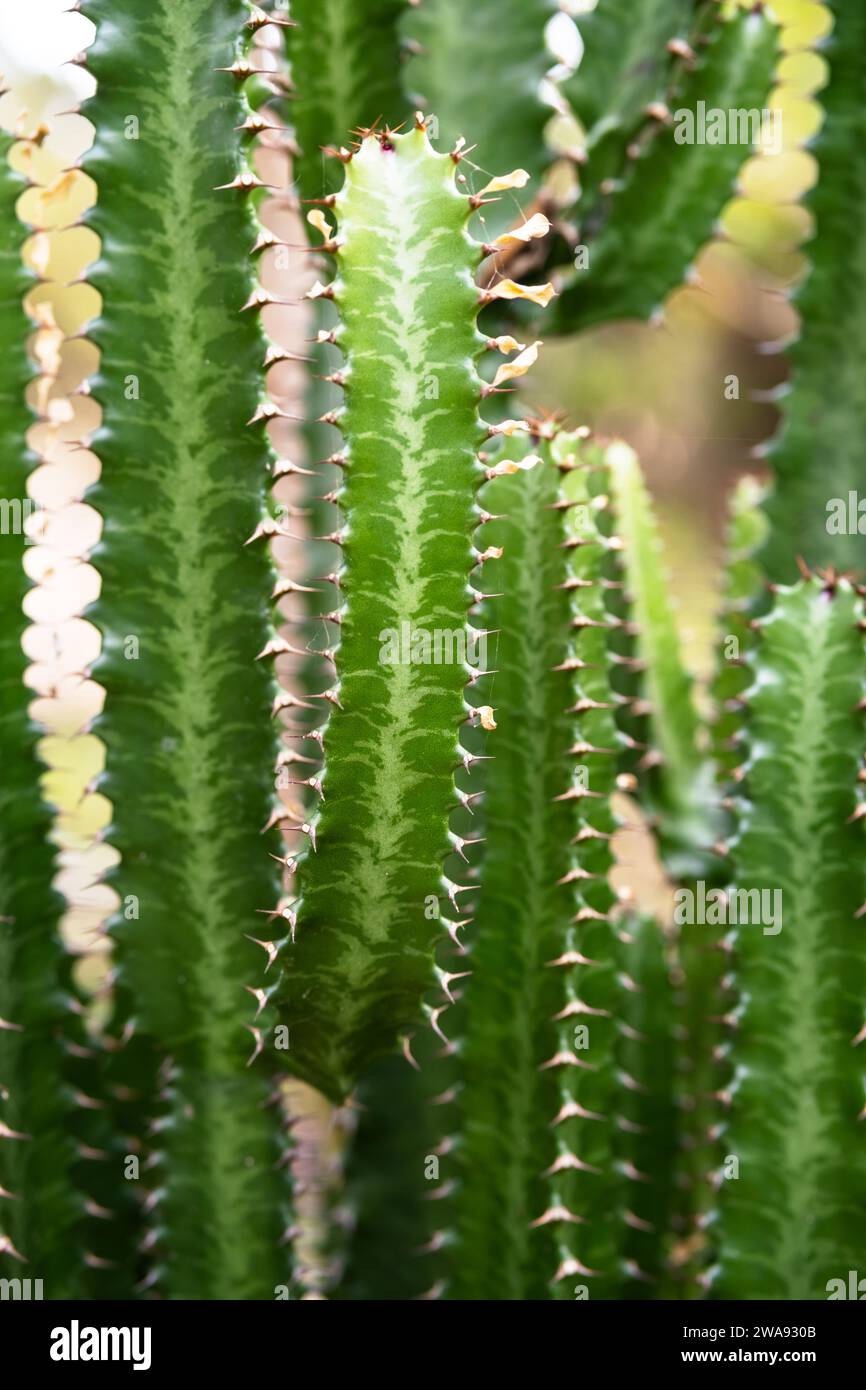 Tall houseplant collection hi-res stock photography and images - Alamy