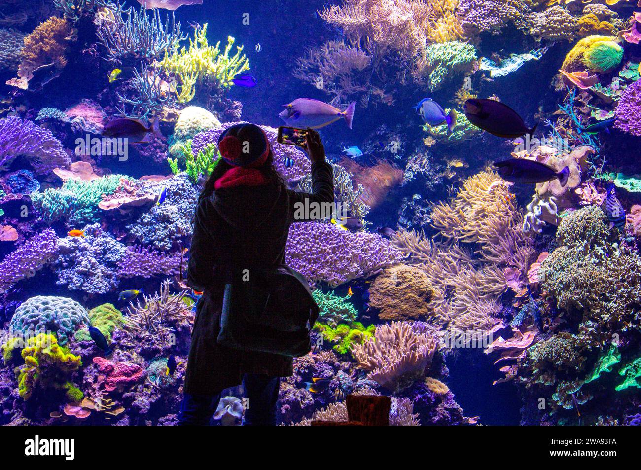 Rostock, Germany. 02nd Jan, 2024. A woman photographs fish in one of ...