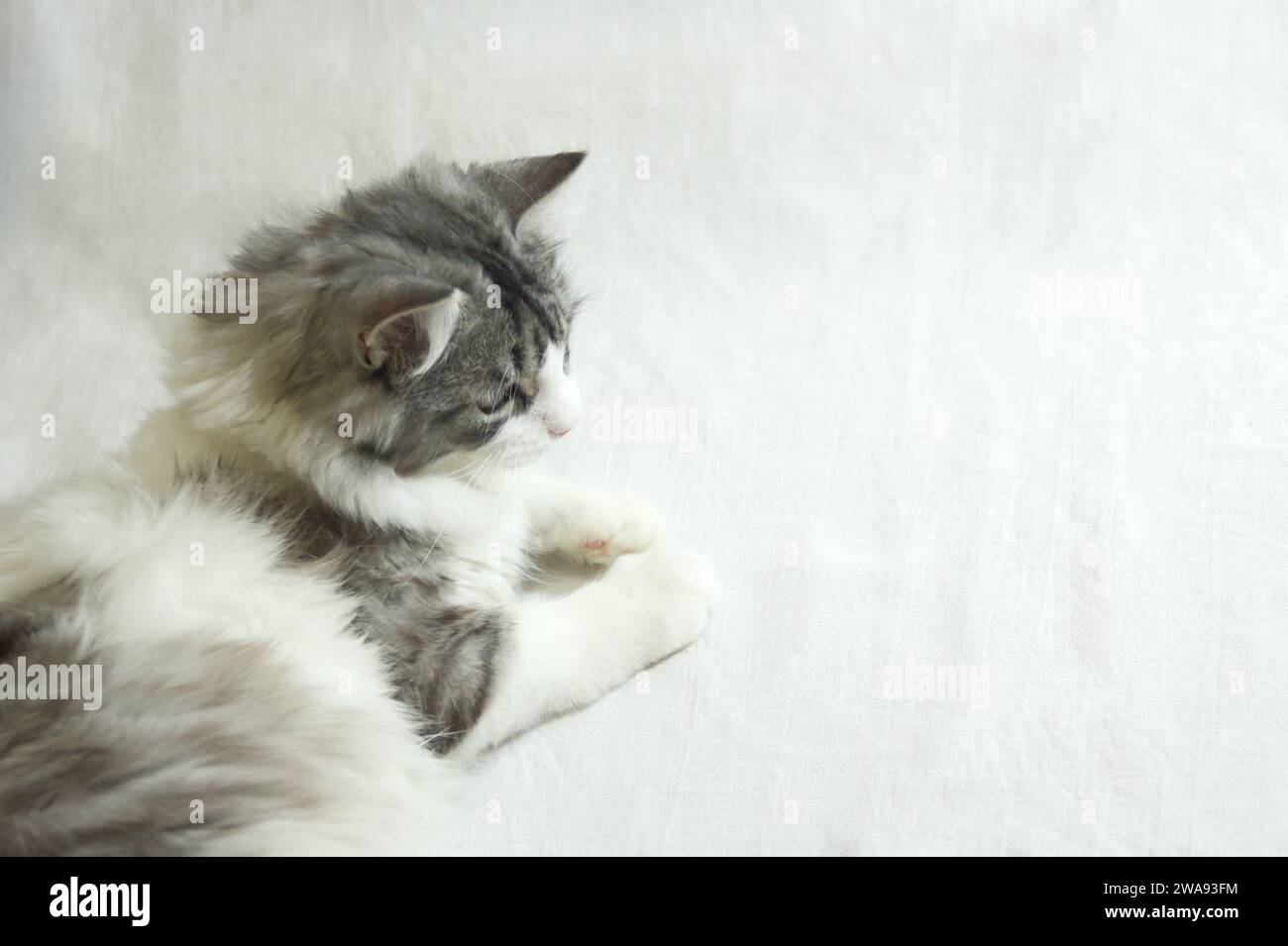 Cute fluffy gray silver cat. Close up photo of lying young domestic ...