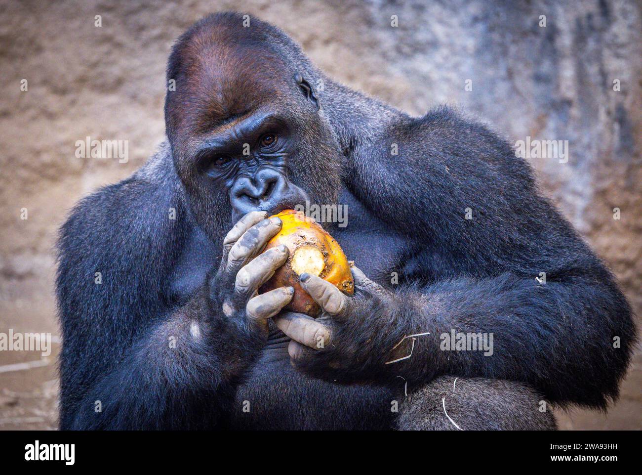 Rostock, Germany. 02nd Jan, 2024. A gorilla eats in the Darwineum at ...