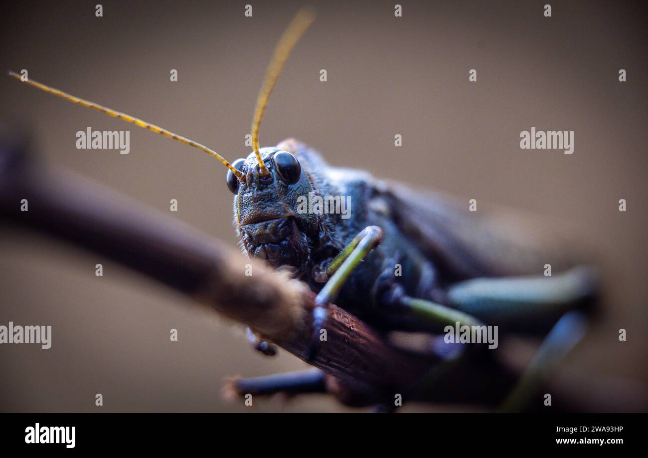 Rostock, Germany. 02nd Jan, 2024. A South American giant locust can be ...