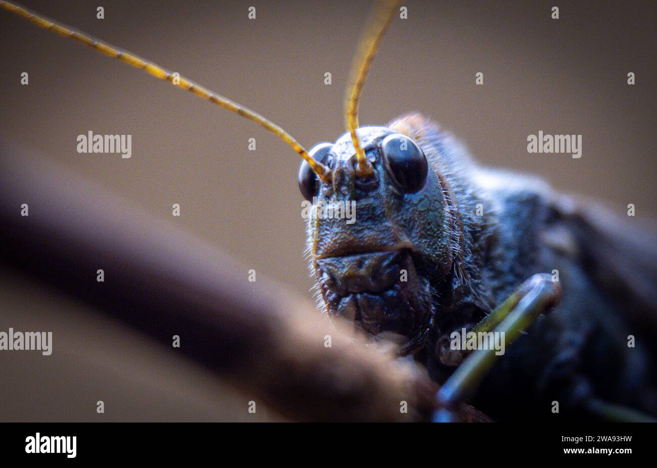 Rostock, Germany. 02nd Jan, 2024. A South American giant locust can be seen in a terrarium in ...
