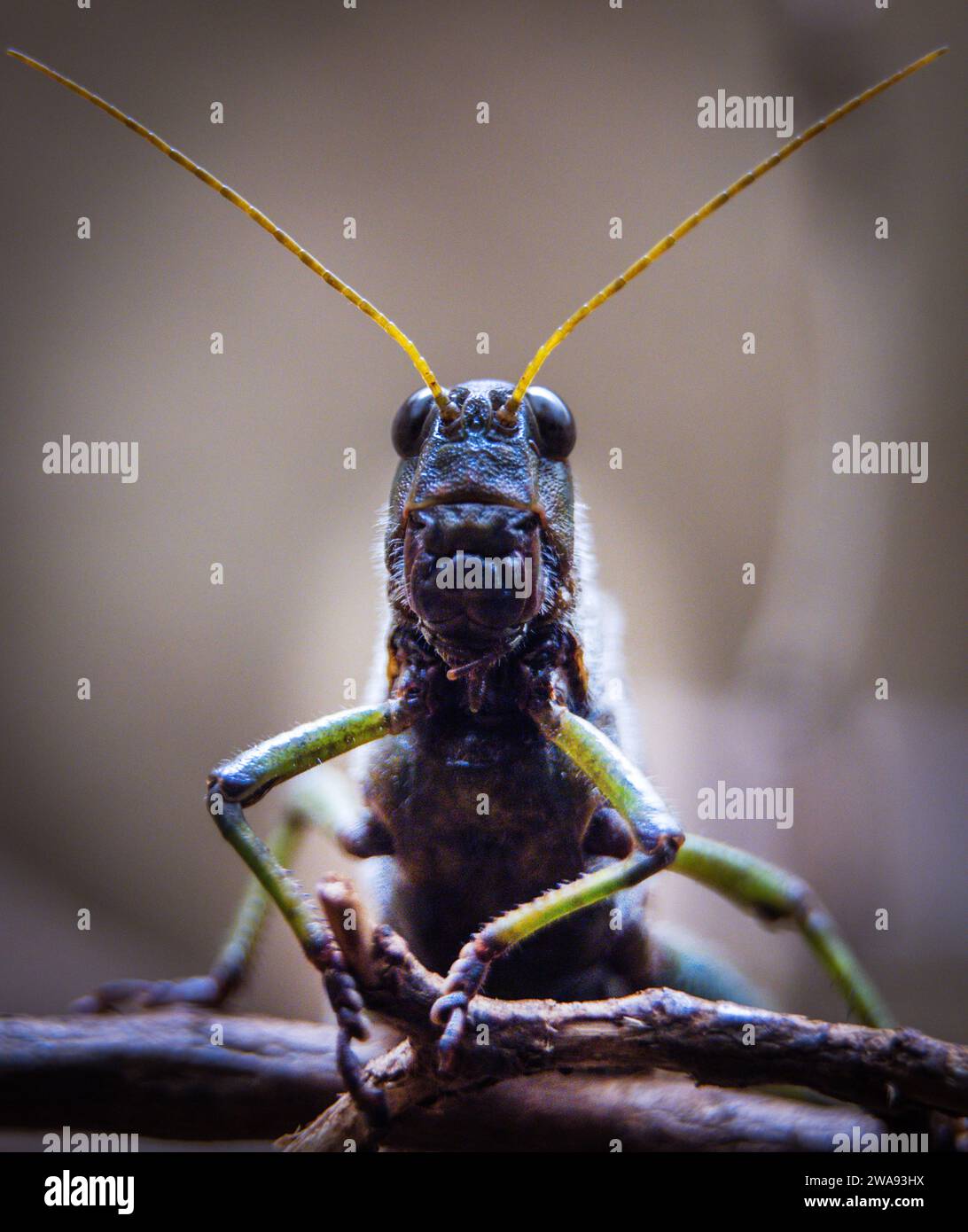 Rostock, Germany. 02nd Jan, 2024. A South American giant locust can be ...