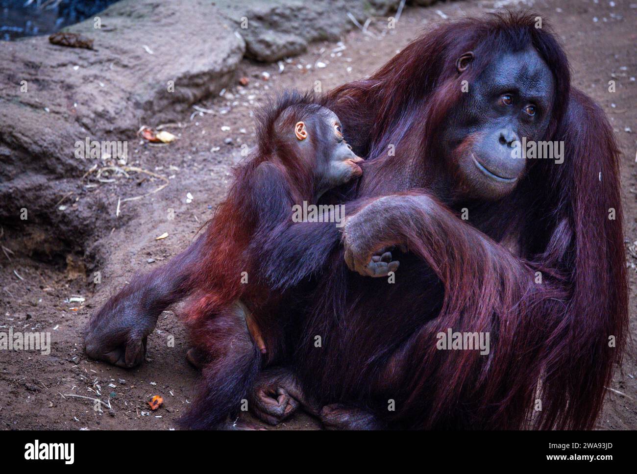 Rostock, Germany. 02nd Jan, 2024. The twelve-year-old female orangutan ...