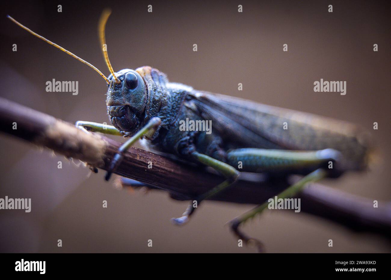 Rostock, Germany. 02nd Jan, 2024. A South American giant locust can be ...