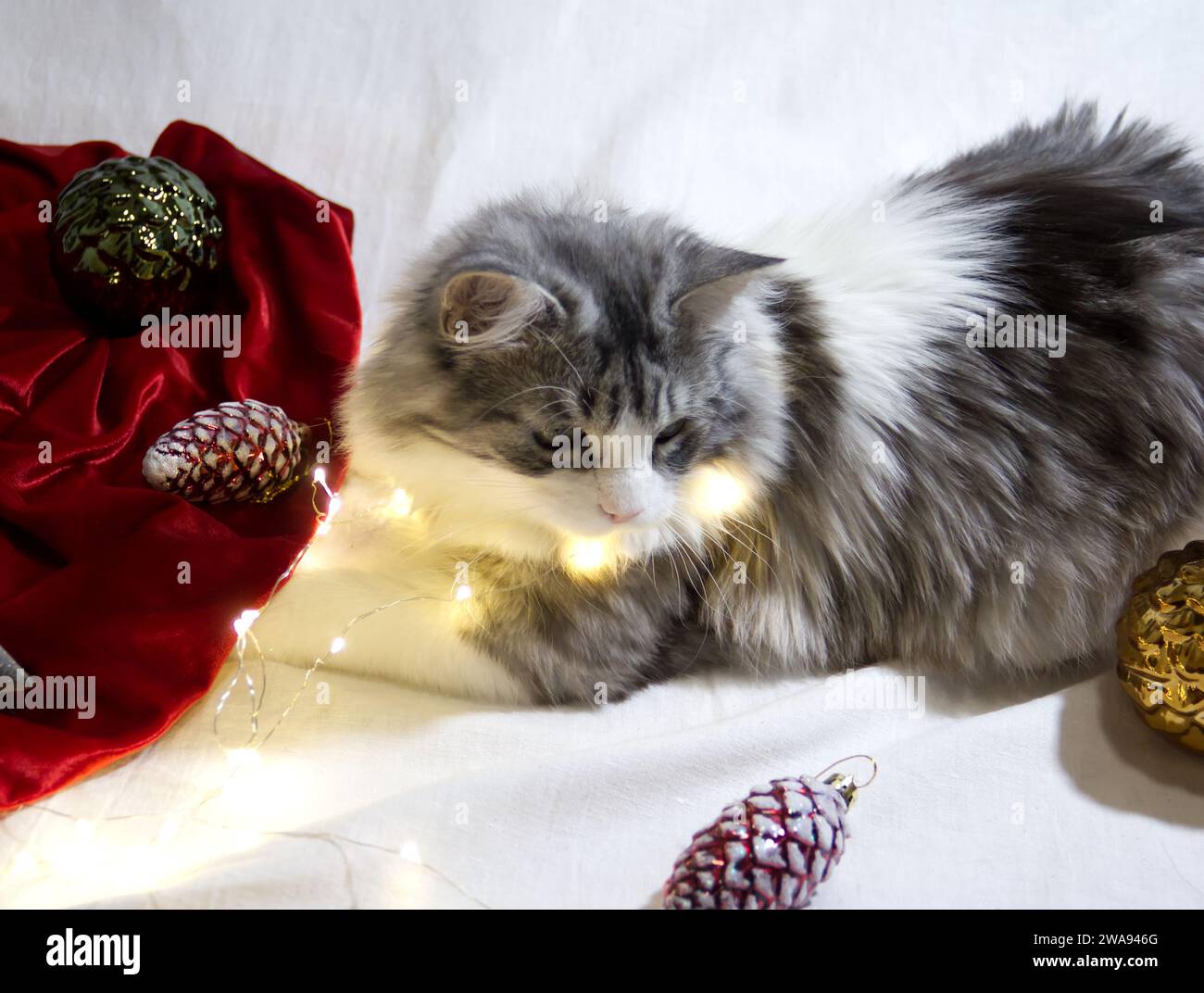Cute gray fluffy cat plays with Christmas decorations and light shiny ...