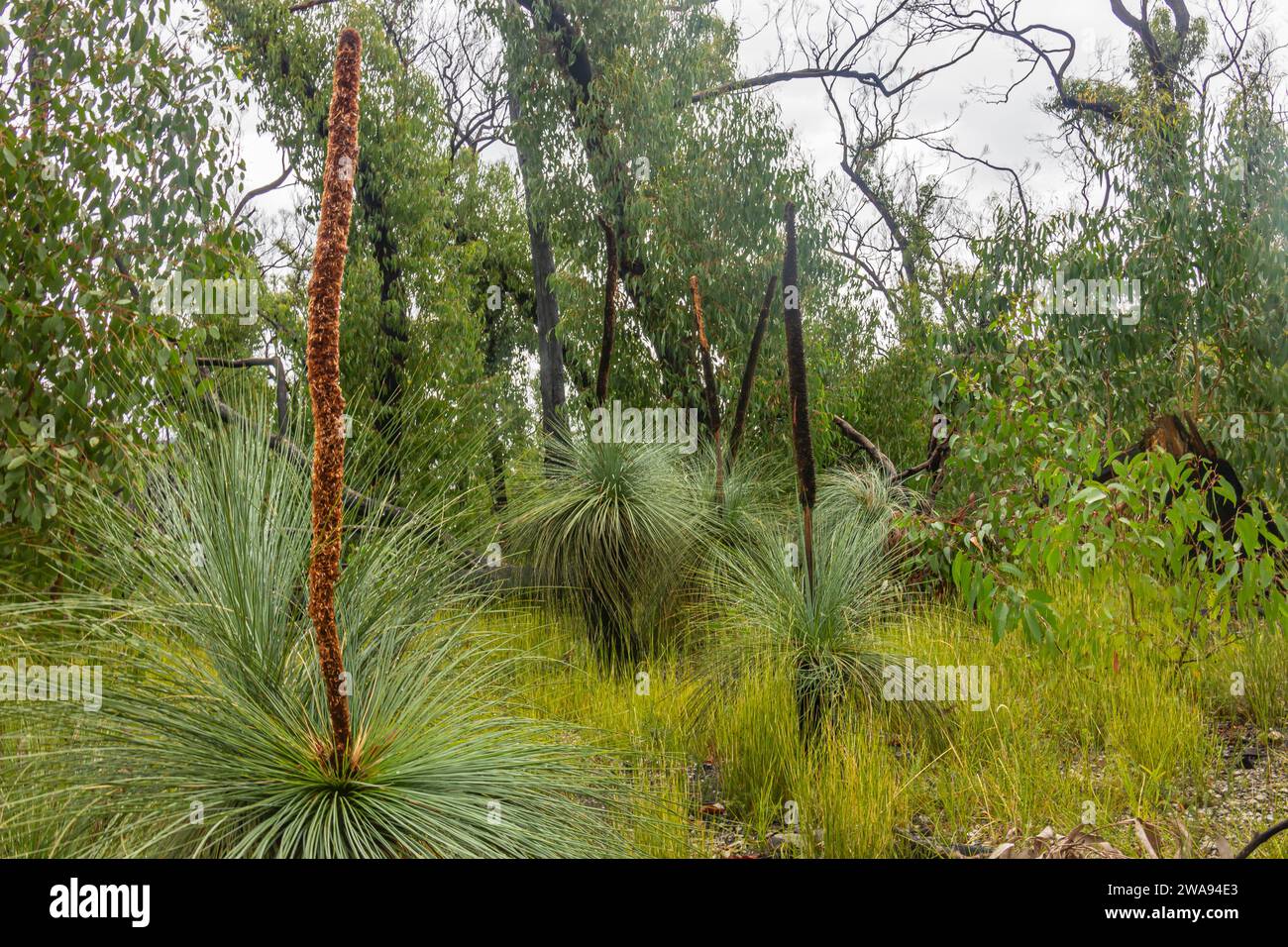 Australian bushes with Kangaroo Tail or Australian grass tree ...