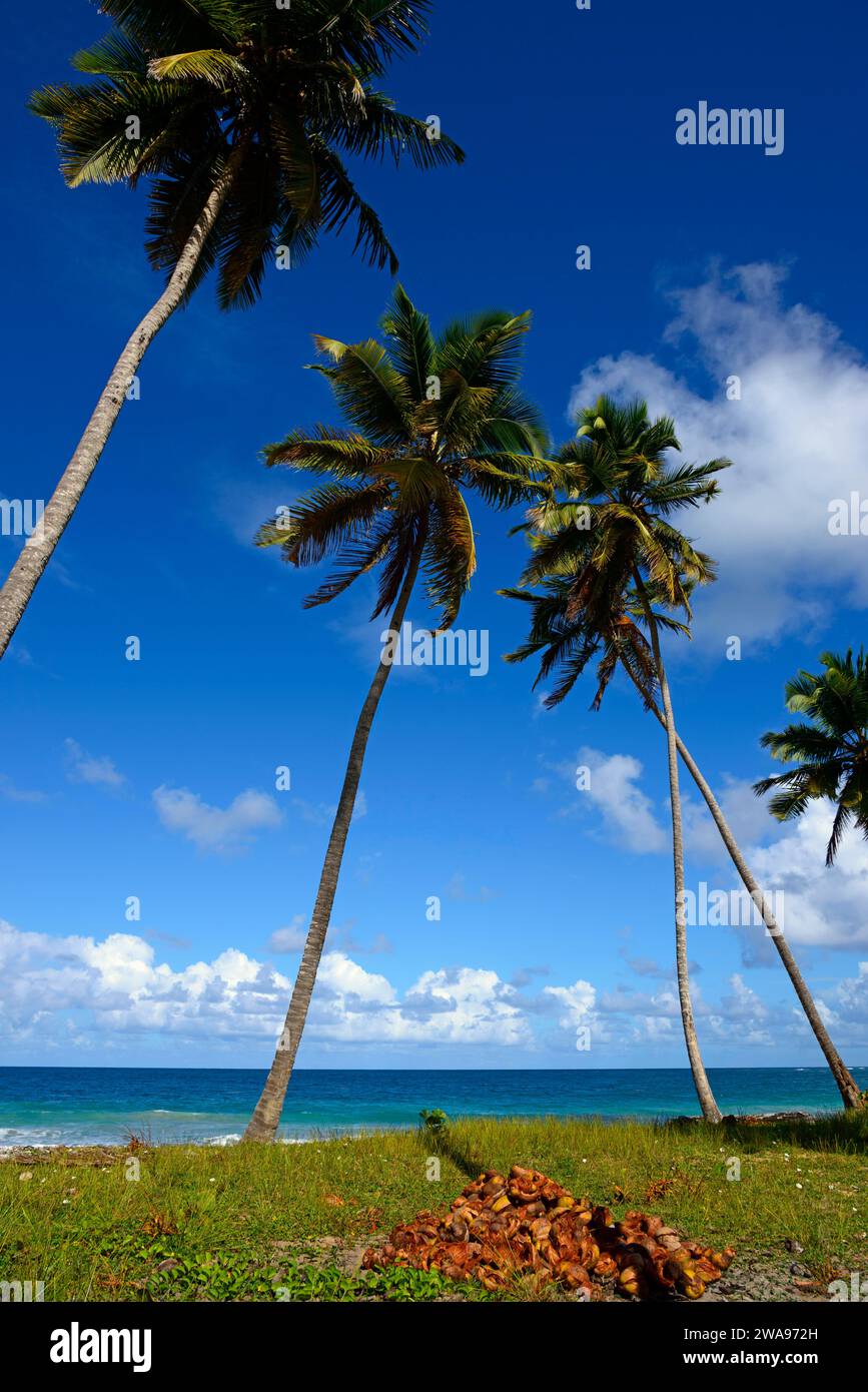 Slender palm trees lean over a tropical beach with visible coconuts ...