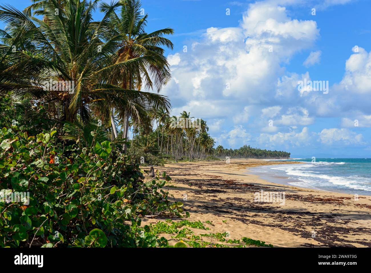 A secluded beach lined with palm trees overlooking the gentle waves of ...