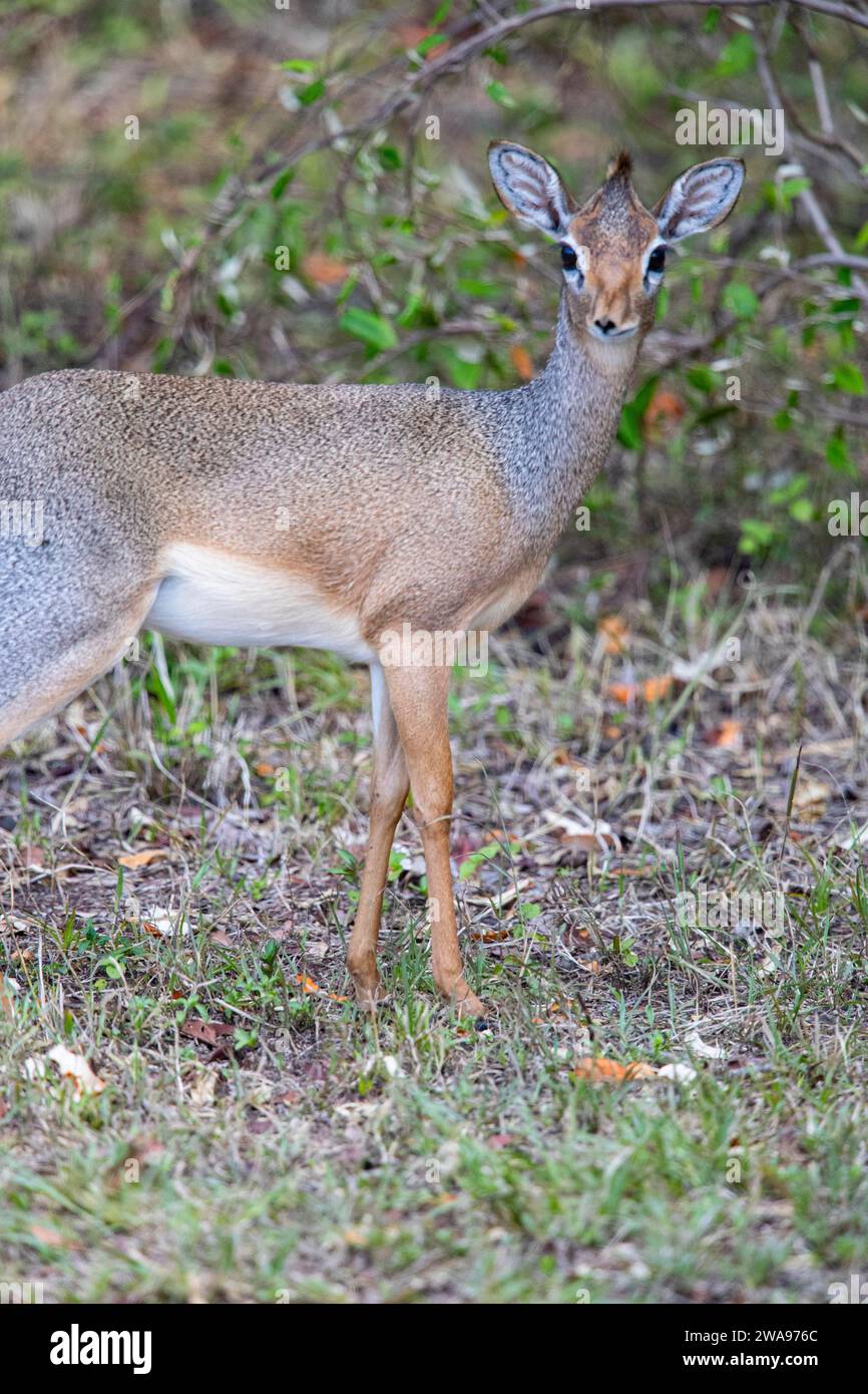 Kirkdikdik (Madoqua kirki) Masai Mara Kenya Stock Photo - Alamy