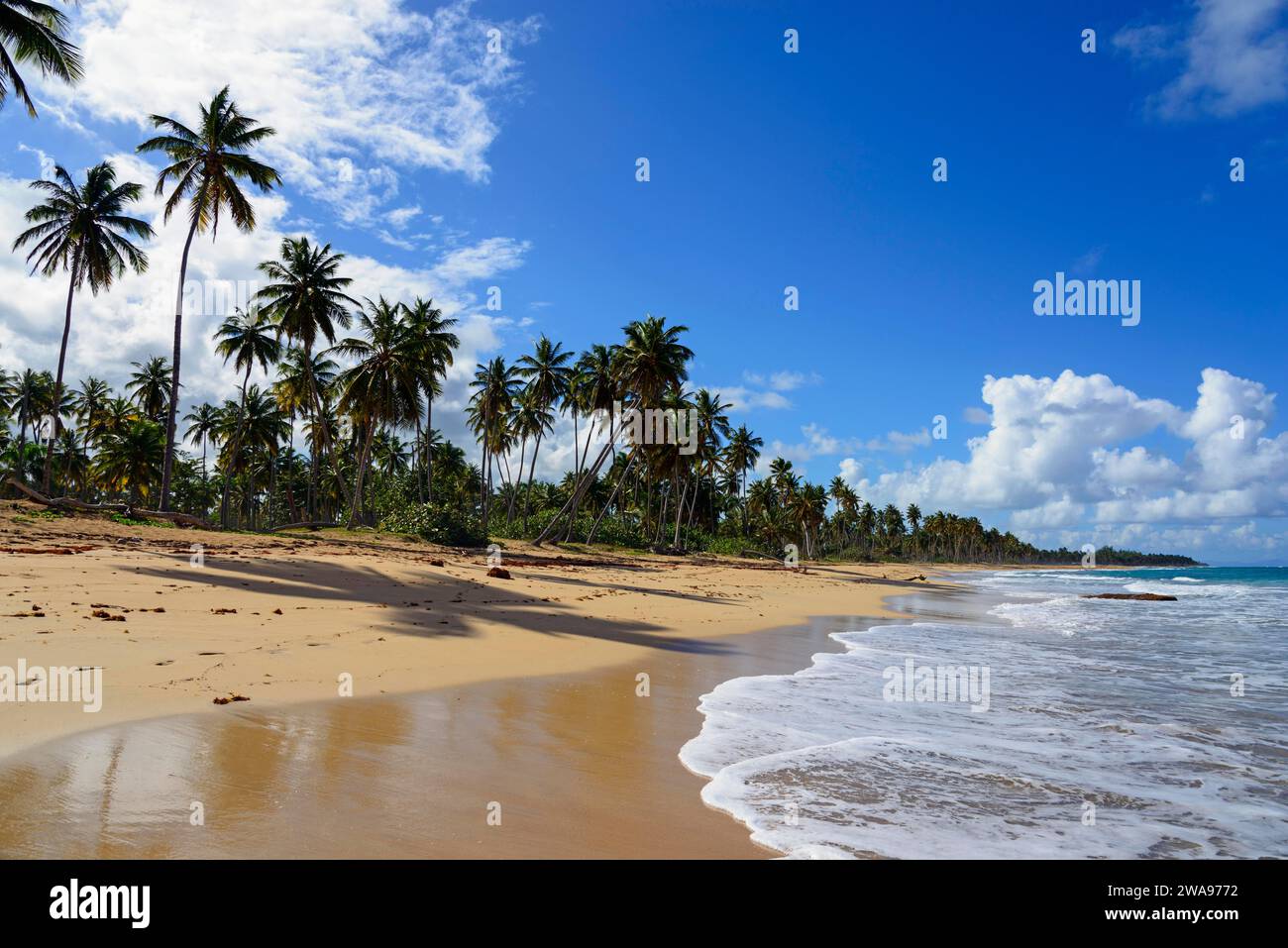 Tropical beach with palm trees under a blue sky with white clouds ...