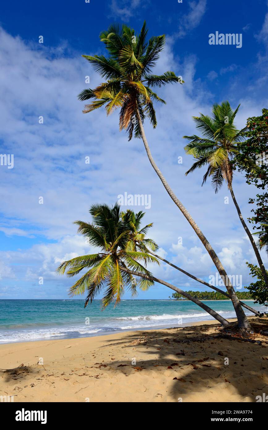 Three leaning palm trees on a sunny beach overlooking the turquoise sea ...