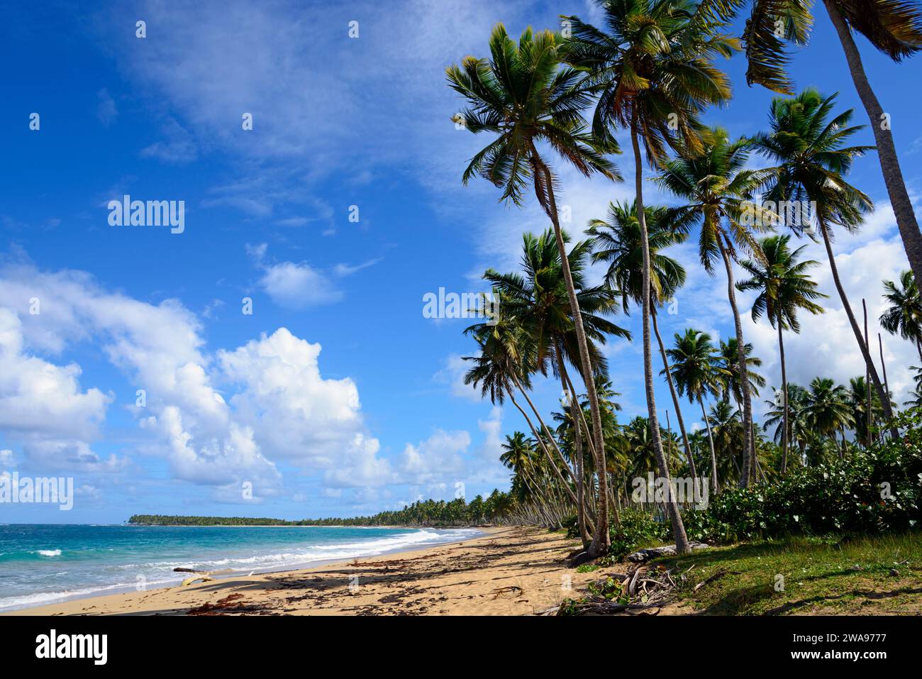 A row of palm trees along a tropical beach with blue sky and clouds ...