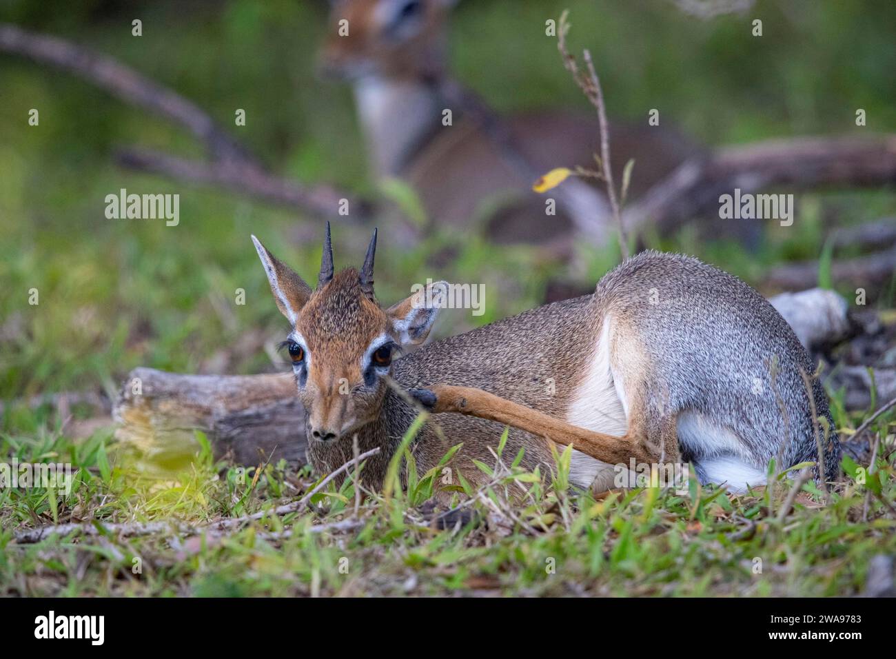 Kirkdikdik (Madoqua kirki) Masai Mara Kenya Stock Photo - Alamy