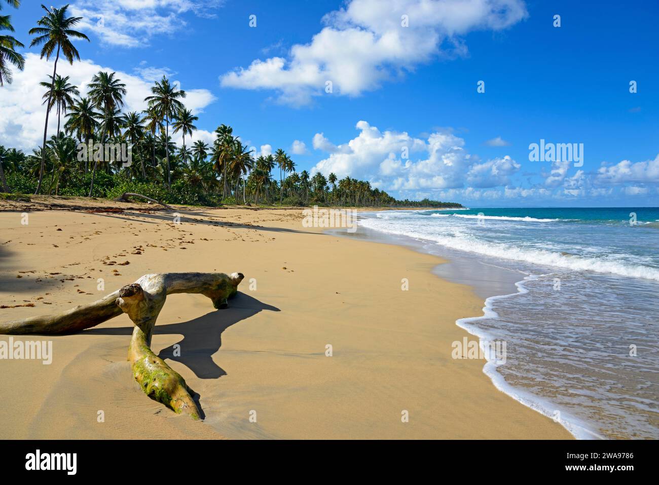 A sunny tropical beach with palm trees, blue sky and a tree trunk in ...