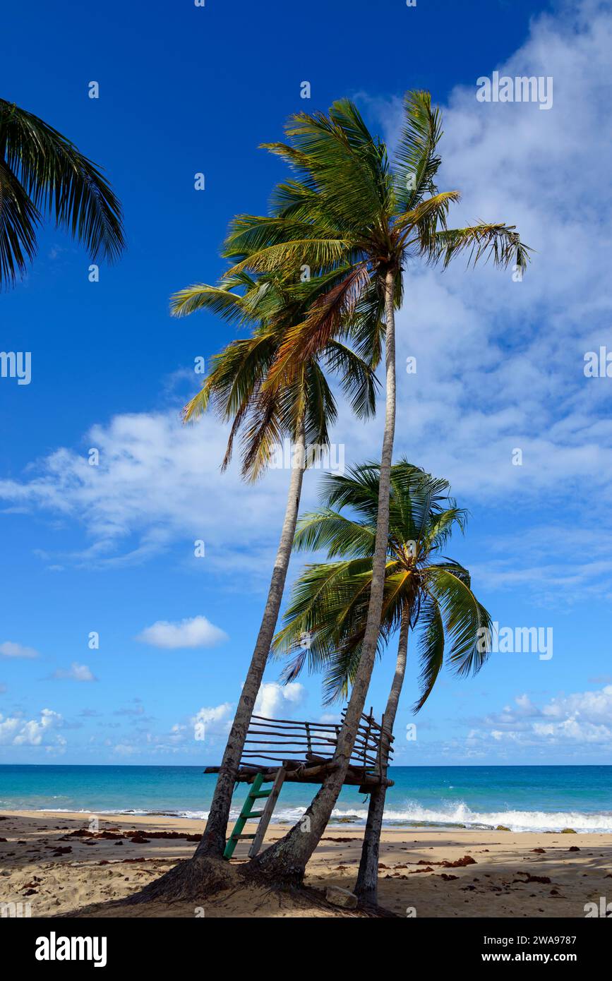 Three palm trees on a sandy beach with a ladder, surrounded by blue sky ...