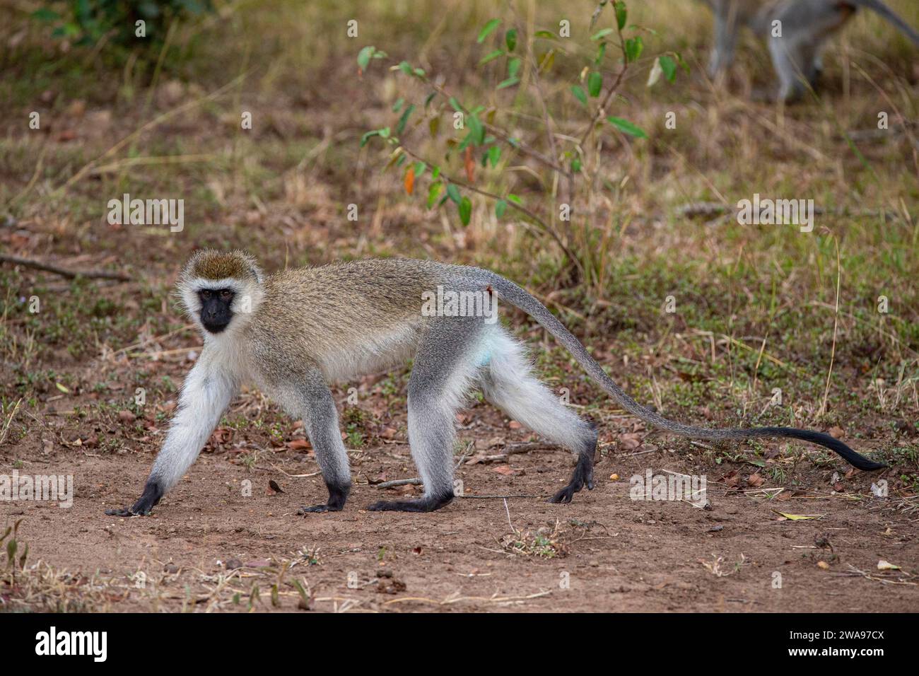 Vervet monkey (Cercopithecus aethiops) Masai Mara Kenya Stock Photo - Alamy