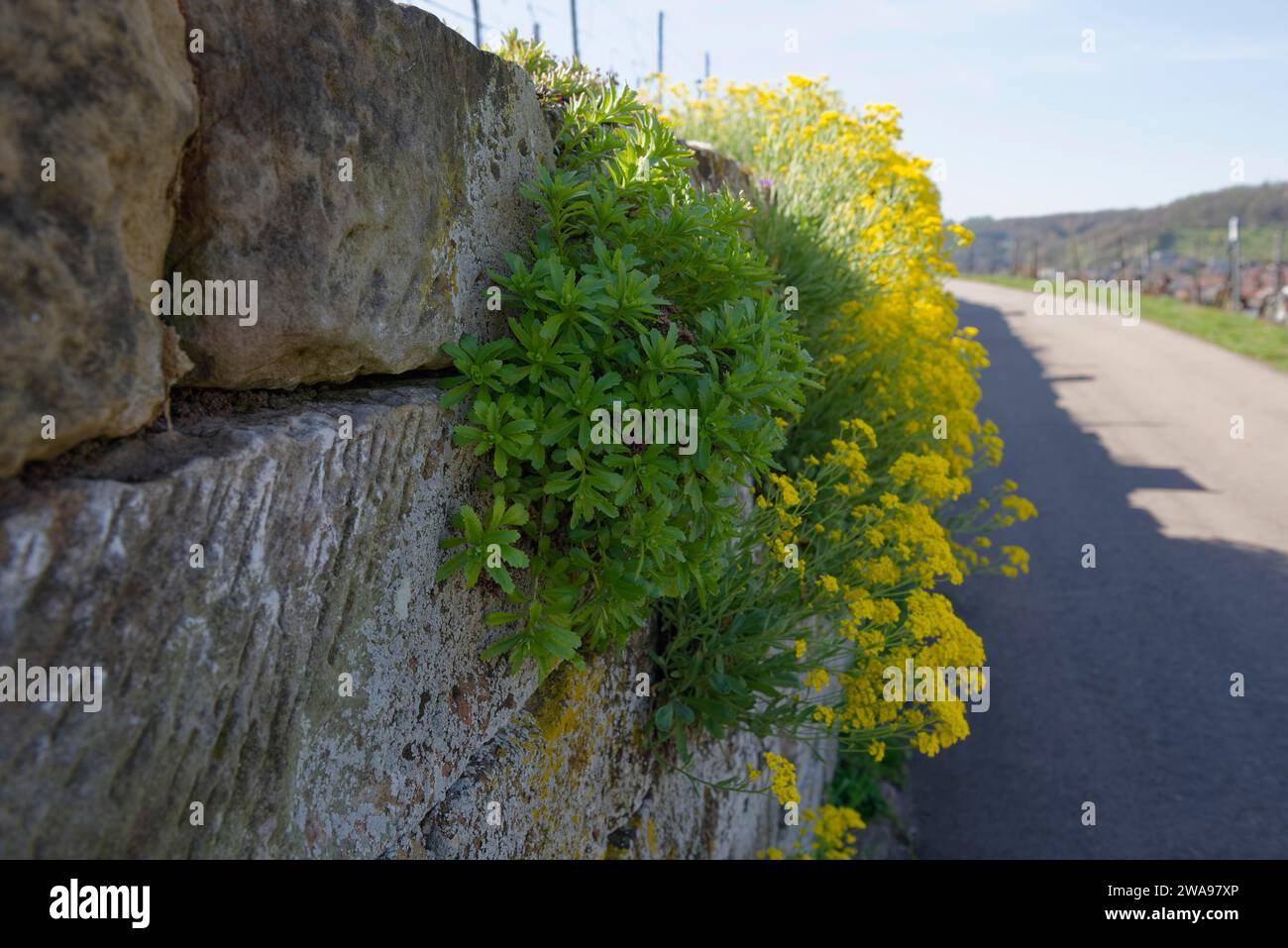 Spring start in the Weinsberg valley, Weibertreu castle ruins, wall ...