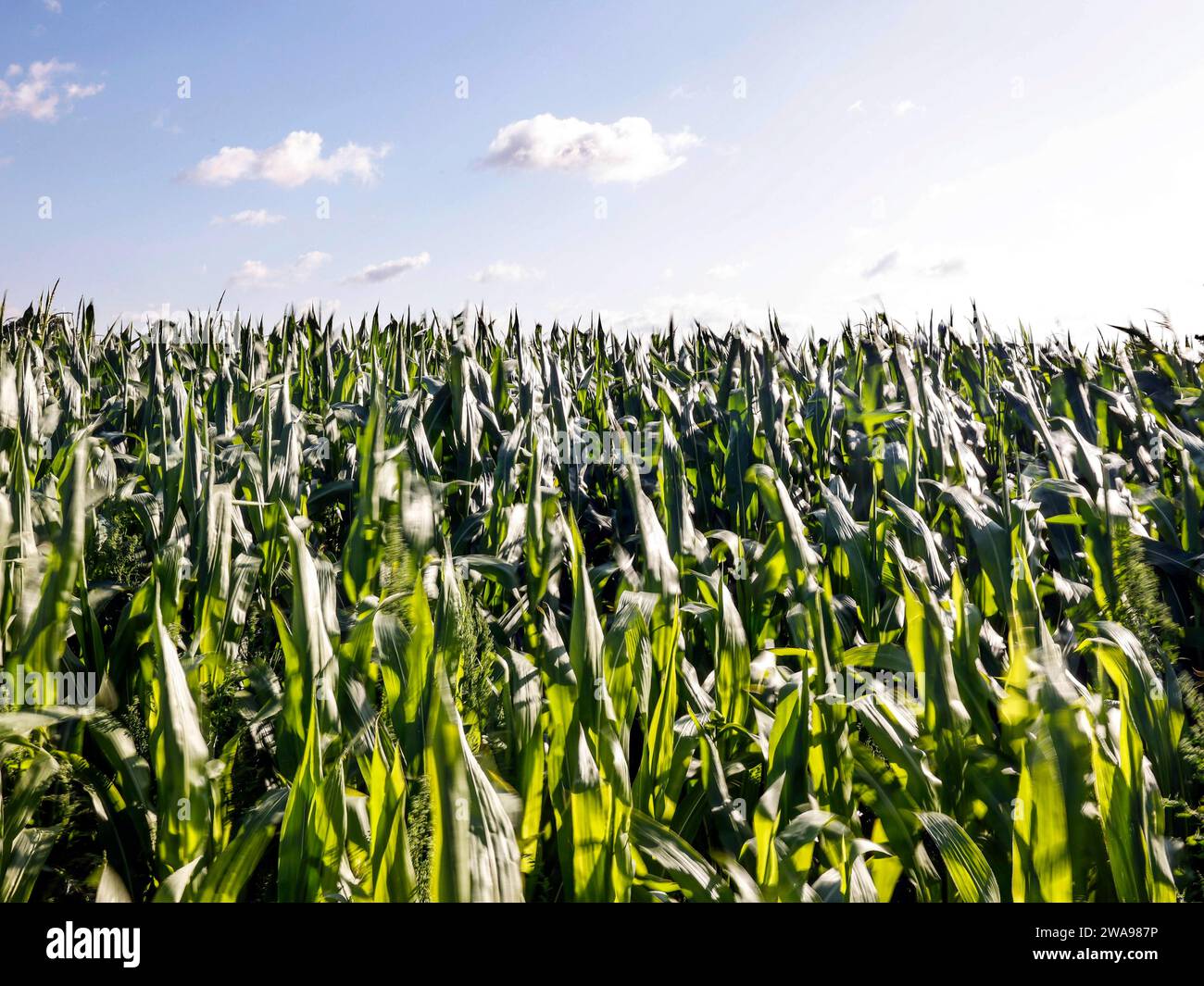 Windy corn plants hi-res stock photography and images - Alamy
