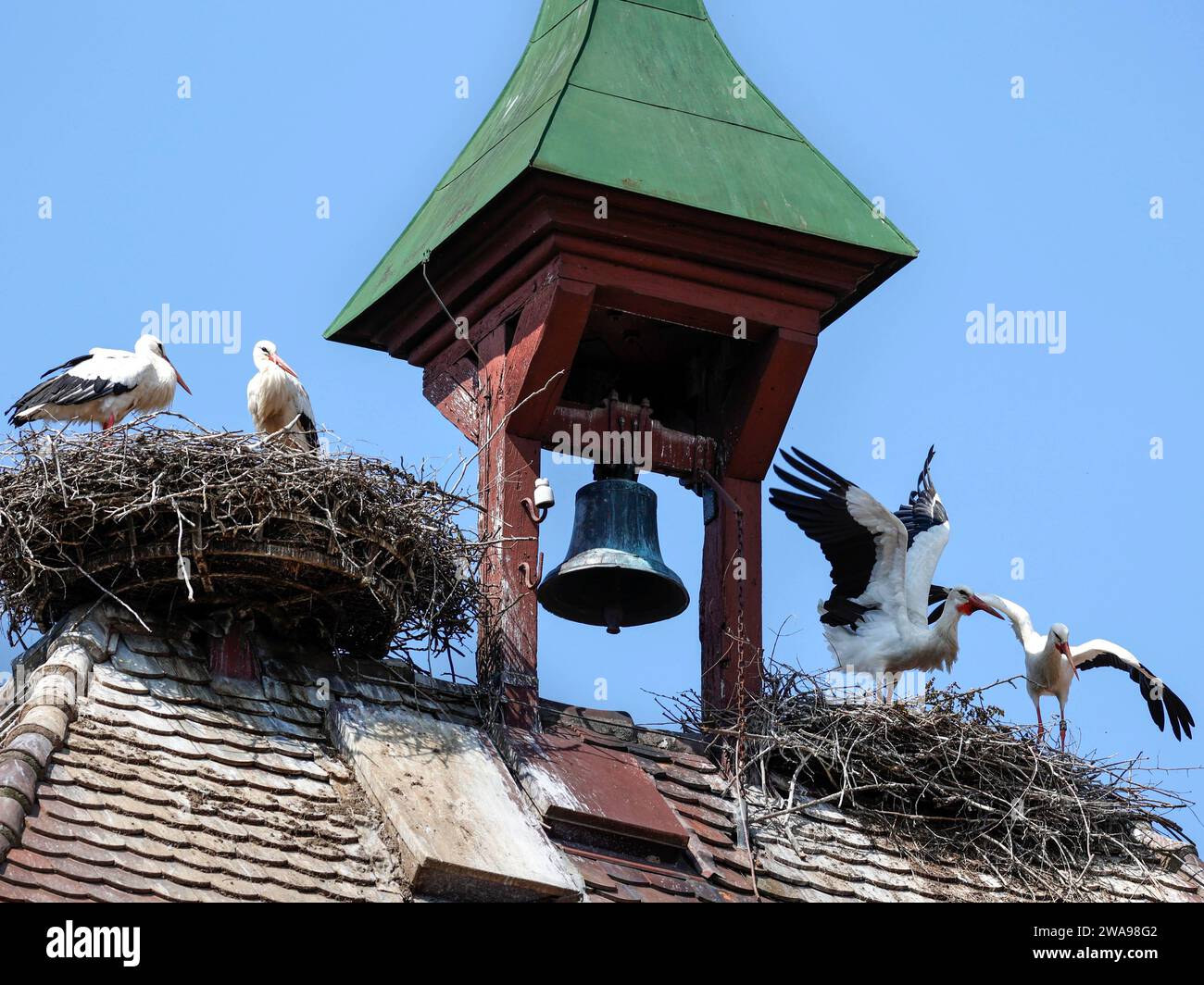 Storks in a nest on the stork tower in Zelt am Hammersbach. The stork ...