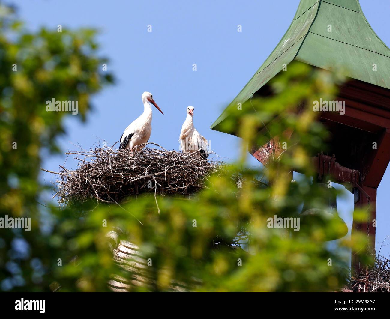 Storks in a nest on the stork tower in Zelt am Hammersbach. The stork ...