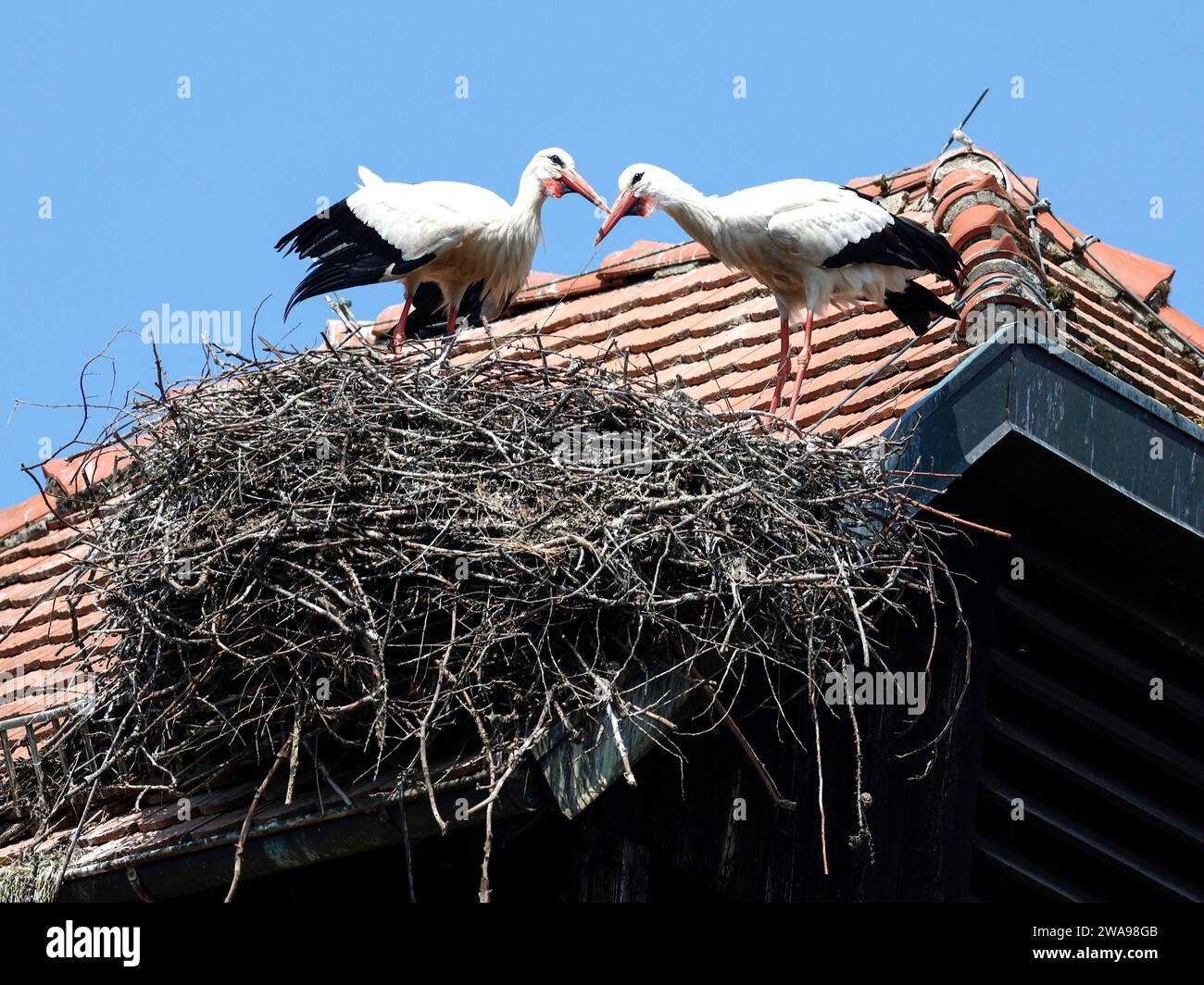 Storks in a nest on the stork tower in Zelt am Hammersbach. The stork ...