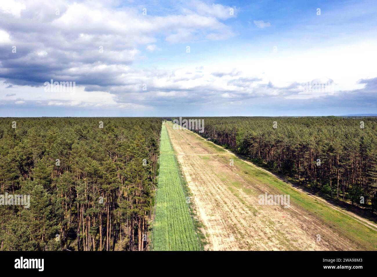 A path in the forest shows the route of the EUGAL pipeline. Hydrogen ...